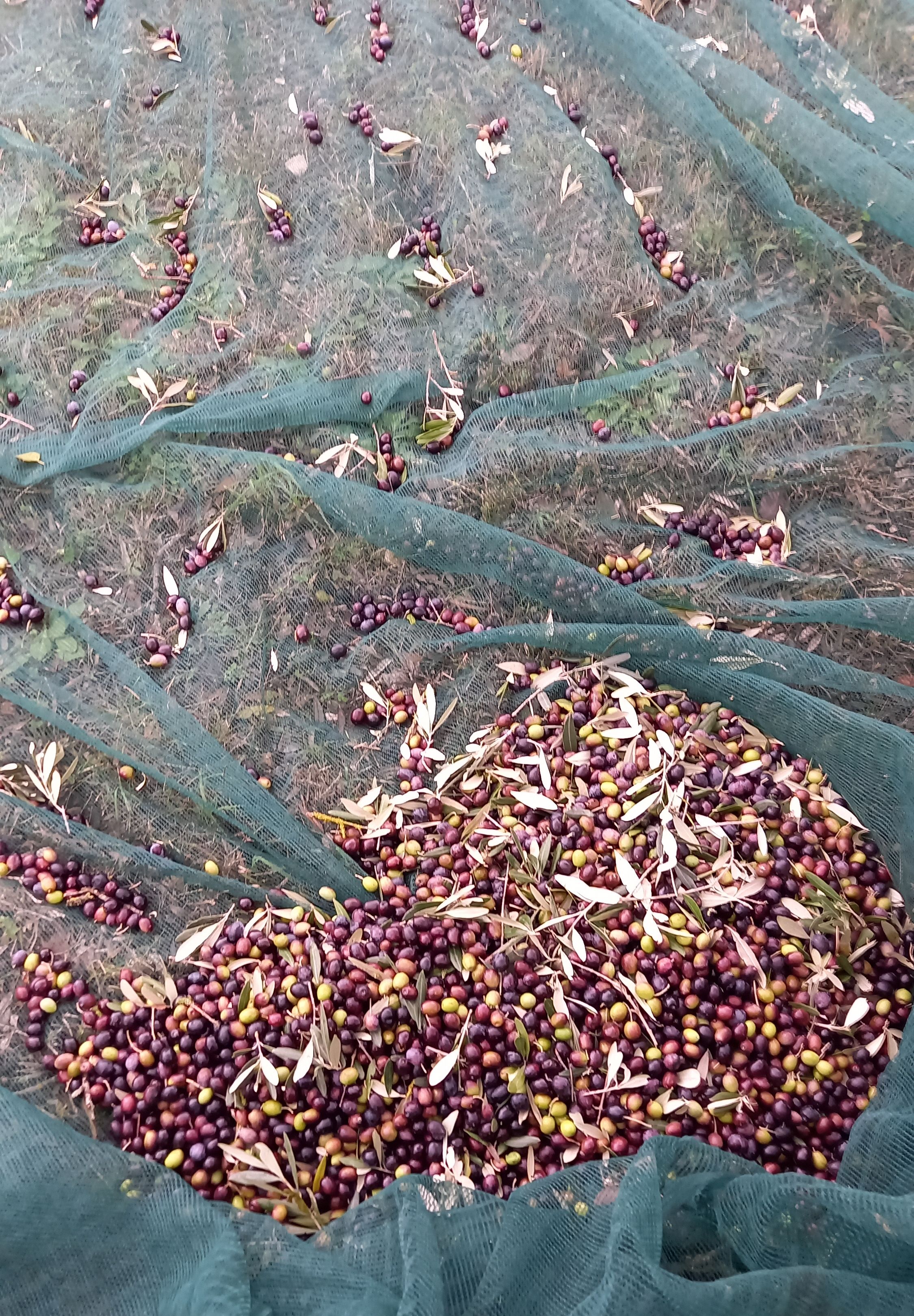 Olive Oil Analysis in Tuscany in the 2024 season | CDR OxiTester